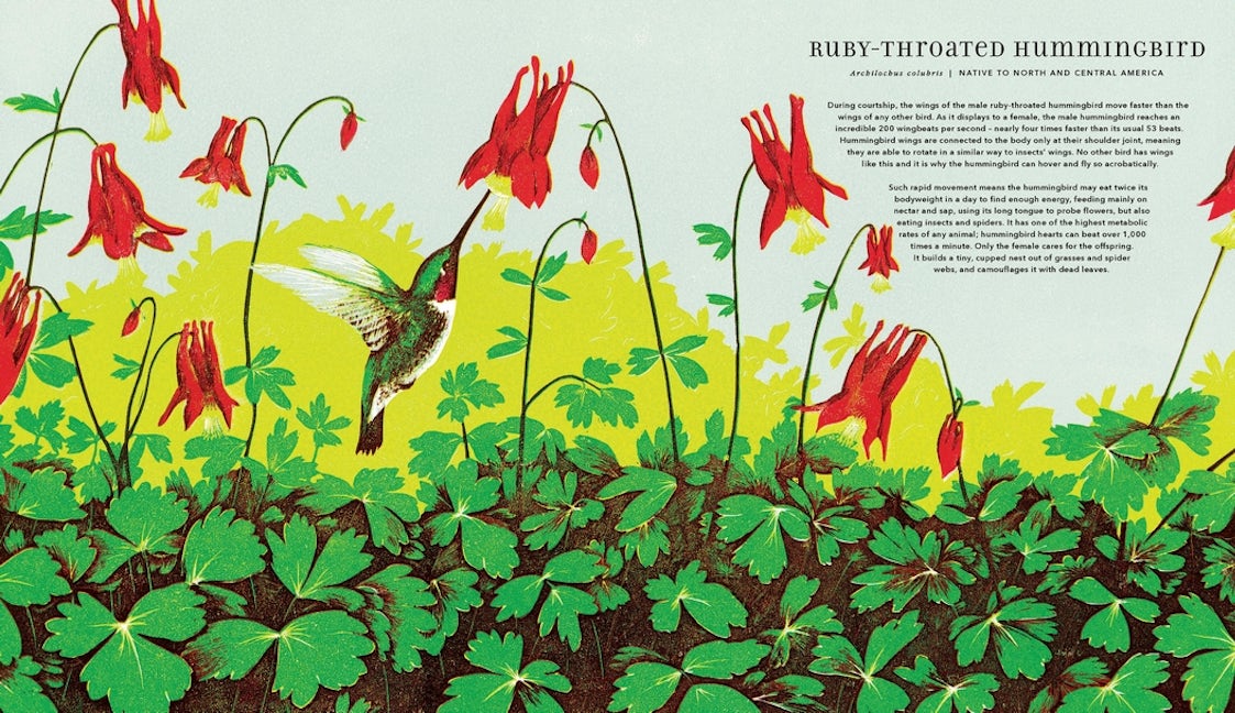 Magnificent Birds - Walker Books