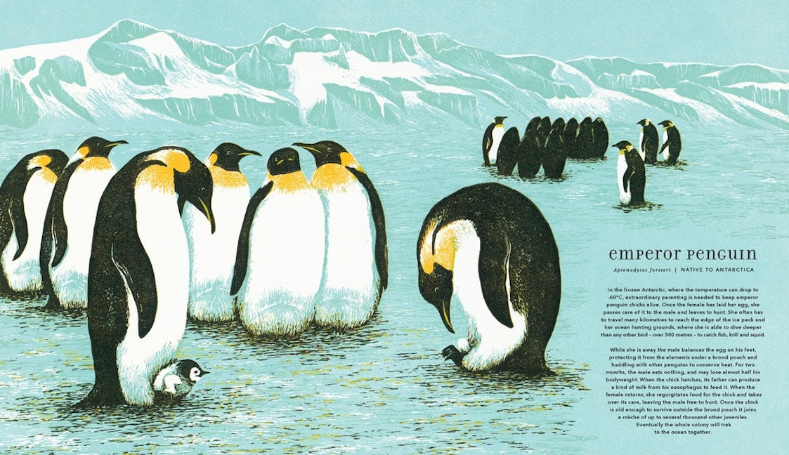 Magnificent Birds - Walker Books