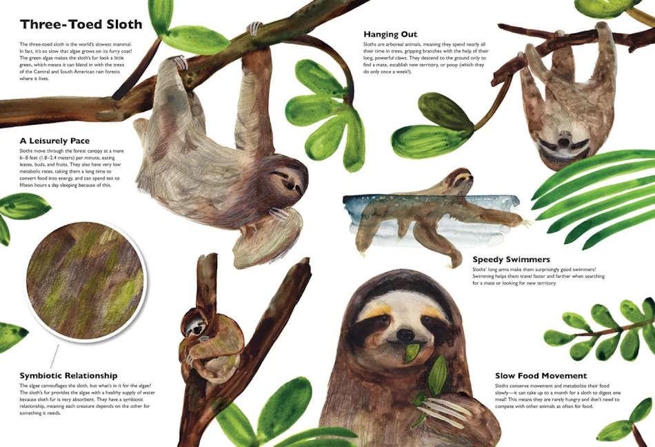 Masters of Disguise: Can You Spot the Camouflaged Creatures? - Walker Books